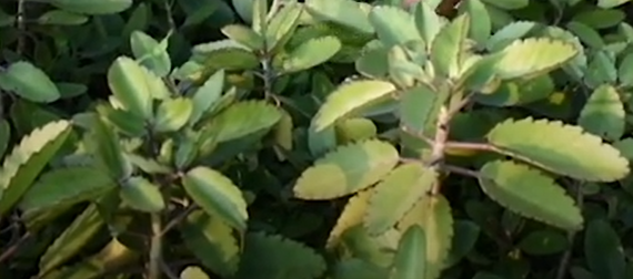 Ranakalli Plant